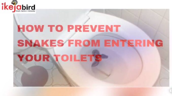 How to prevent snakes from entering your toilets - Ikeja Bird
